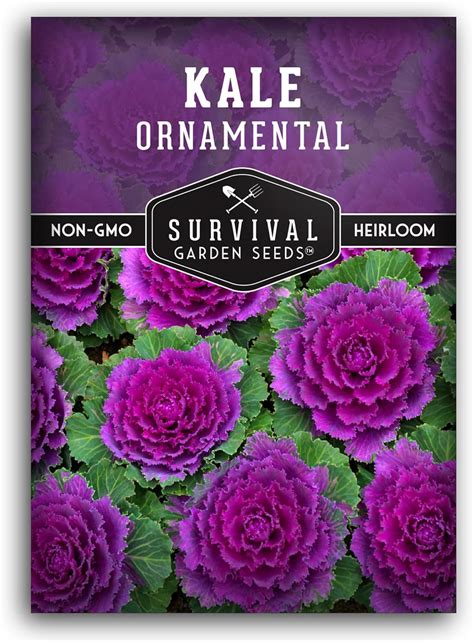 Ornamental Kale Seeds For Planting Heirloom Flowering