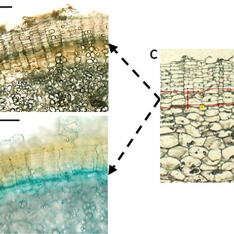 String Functional Protein Association Networks String Download Scientific