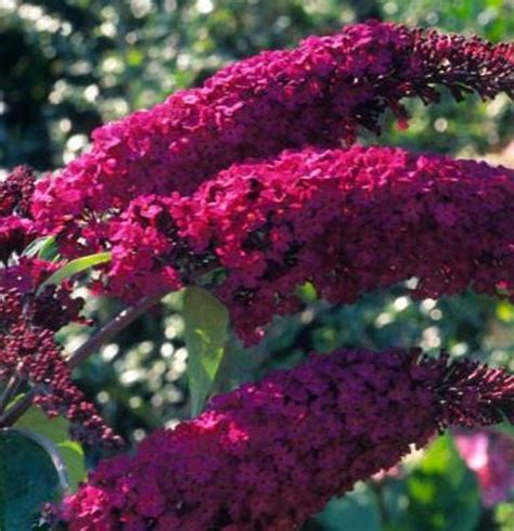 Butterfly Bush Buddleia Davidii Royal Red