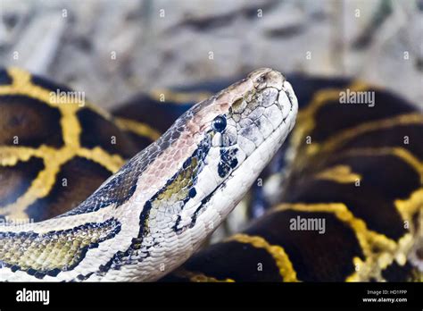 Photo Of Reticulated Python Head Close Up Stock Photo Alamy