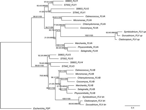 Maximum Likelihood Phylogenetic Tree Of The Evolutionary Relationship Download Scientific