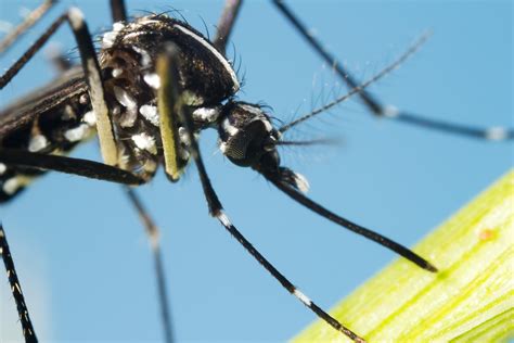 Neural Network Identifies Dangerous Mosquitoes