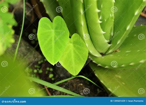 Small Taro Root Crops Also Known As Gabi In The Philippines Stock