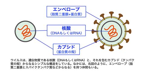 ウイルスとは何か？ Fascination Of Life Science 生命科学部 京都産業大学