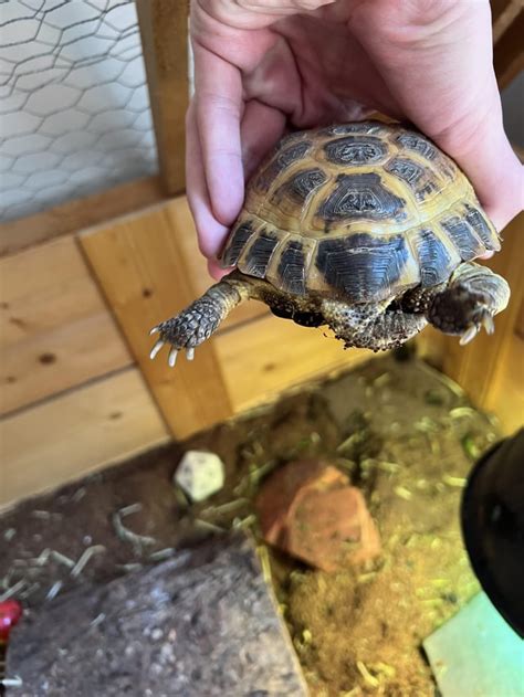 Rally Starting To Question Tortes Sex Rrussiantortoises