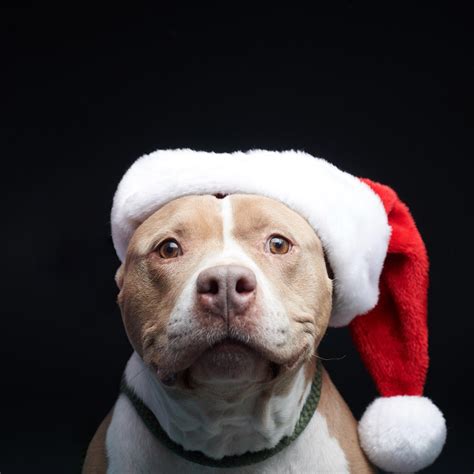 1577 Best Pibble Images On Pholder Pitbulls Velvethippos And Ban Pit