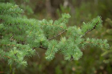 Tamarack Trees In Fall Grand Traverse Regional Land Conservancy Grand Traverse Regional Land