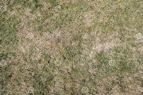 Dry And Patchy Lawn With Brown And Green Grass Textures Showcasing Signs Of Drought And Lack Of
