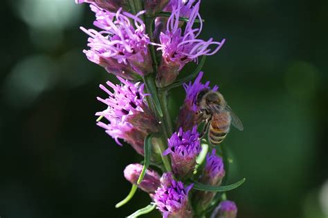 Honeybee Bee Flowers Free Photo On Pixabay
