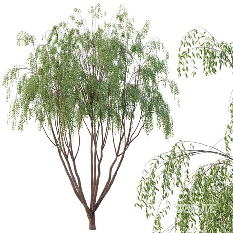 Eucalyptus Robusta Trees 08 3d Model 3dbrute