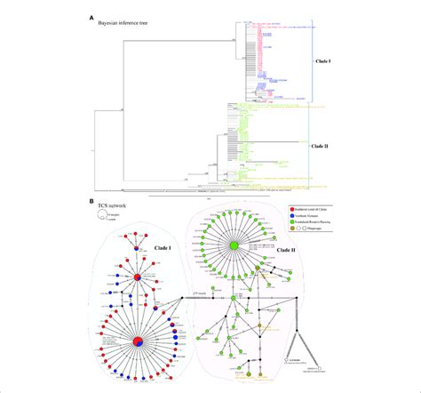 bayesian inference tree a and tcs haplotype network b constructed