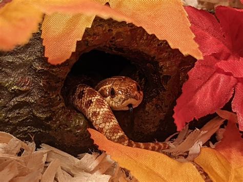 Introducing Snake Blep Rbleps