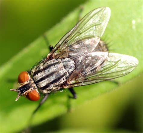 Flesh Fly Bugguide Net