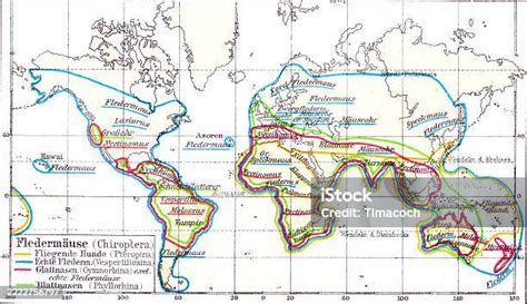 Bat Species Distribution Map Global Biogeography Of Chiroptera Stock Illustration Download