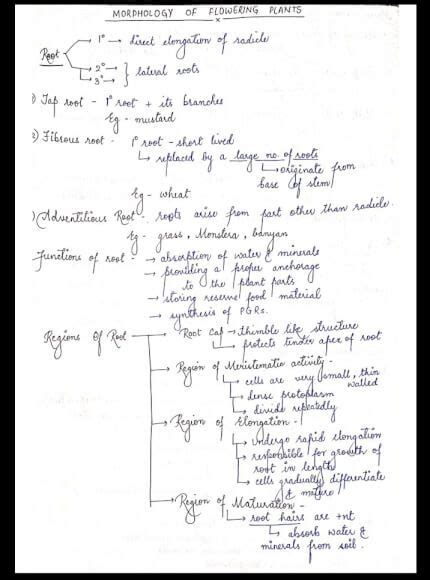 Biology Class 11 Chapter 5 Morphology Of Flowering Plants Handwritten