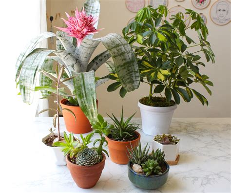 Types Of Pots How To Choose The Right One For Your Plants Complete Gardering