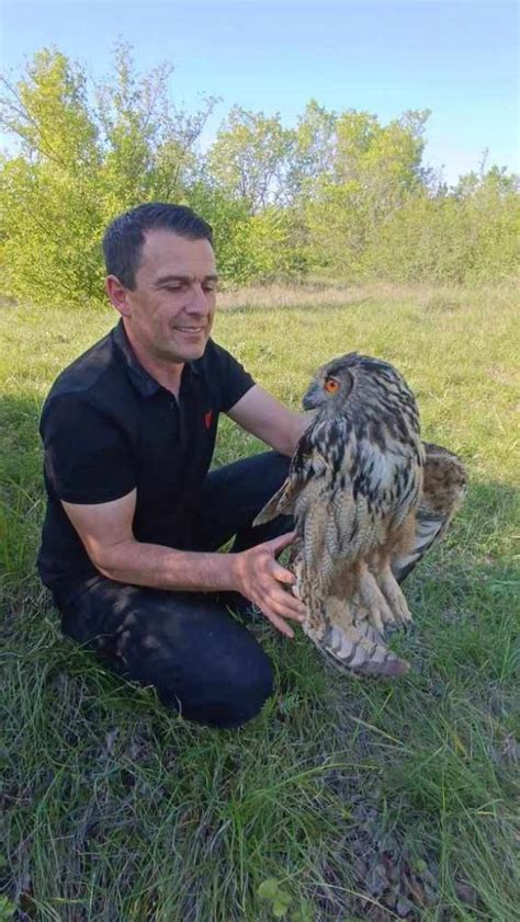 Fotogalerija Ranjena Sova Ušara Pronađena U Vukšiću Dalmatinski Portal