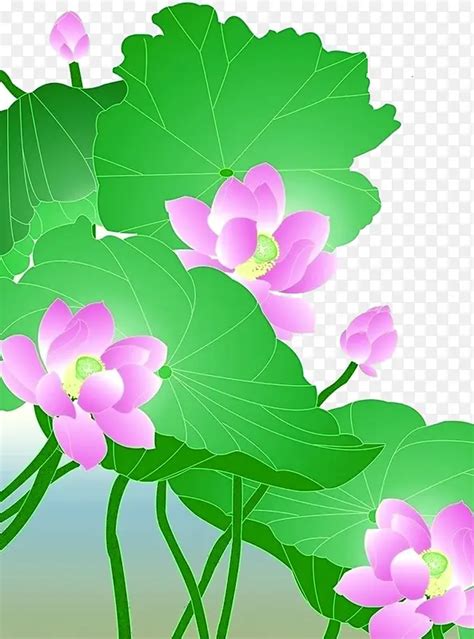 手绘海报卡通荷叶png图片素材下载图片编号ybappnkm 免抠素材网