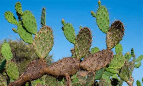 6 Prickly Pear Cactus Growth Stages Tips And Insights