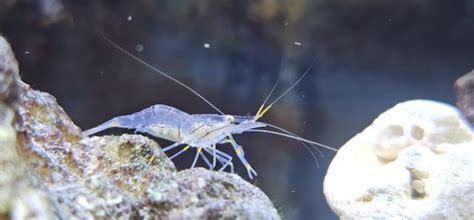 Grass Shrimp Roceancreatures