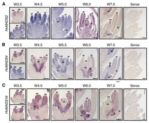 Expression Pattern As Assessed By In Situ Hybridization For Barley