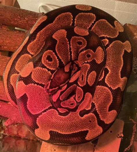 How Is My Ball Pythons Weight Shes Just Turned 2 Here She Is