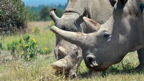 Download Majestic Rhinoceros Grazing In Its Natural Habitat