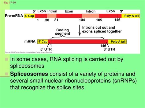 From Gene To Protein Chapter Ppt Download
