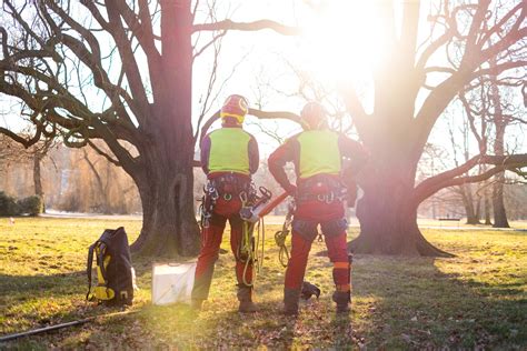 Safety Issues For Arborists Tree Care Pros Foresight Risk And
