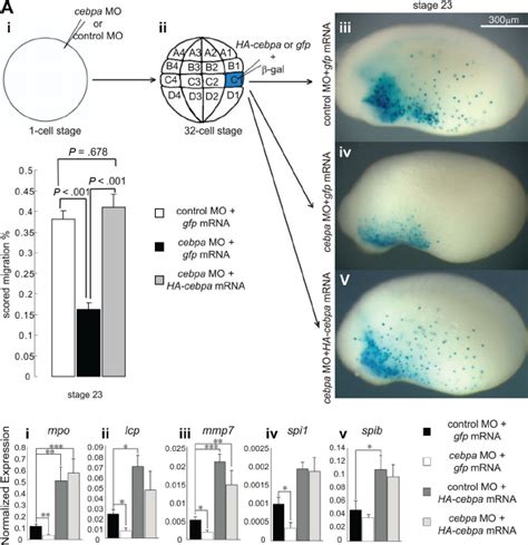 Ha Cebpa Mrna Rescued Cebpa Loss Of Function Phenotype A X