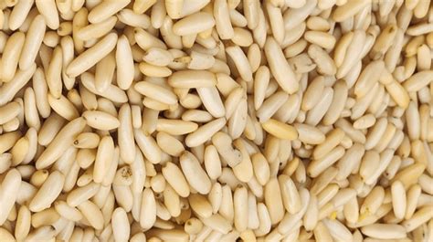 15 Chilghoza Royalty Free Photos And Stock Images Shutterstock