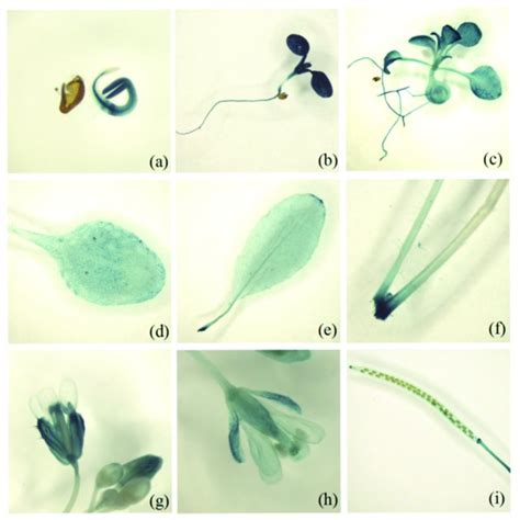 The Subcellular Localization Of Msd14 In Arabidopsis Protoplast A And Download Scientific
