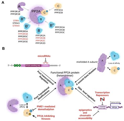 Pleiotropy Of Pp2a Phosphatases In Cancer With A Focus On Glioblastoma