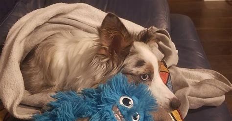 Pepper The Pupper Album On Imgur