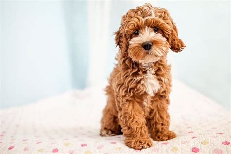 Tessa The Cockapoo Puppy By Happy Tails Pet Photography Pet