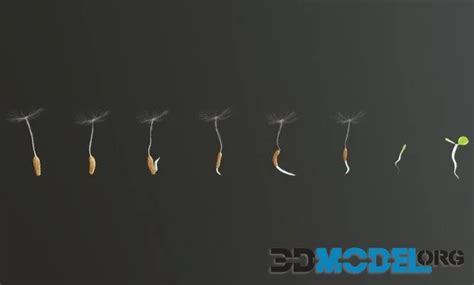 3d Model Process Of Dandelion Germination Pbr