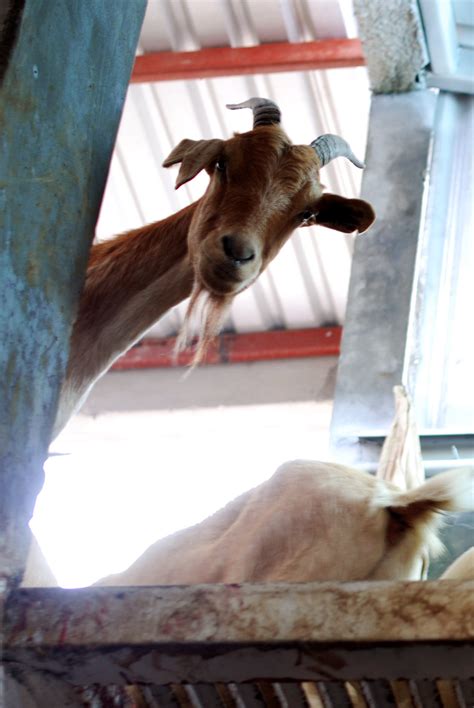 Chito Mole De Cadera Hacerse A La Mar