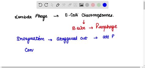 Solved Lambda Bacteriophage Which Lambda Bacteriophage Life Cycle