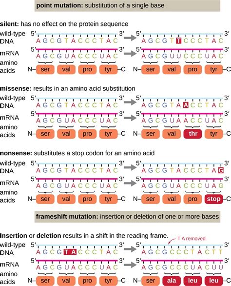 Substitution Mutation Diagram