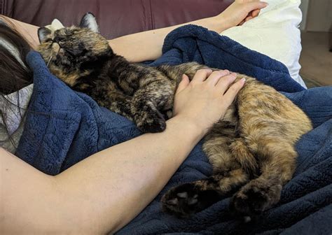 I think she likes us : r/torties