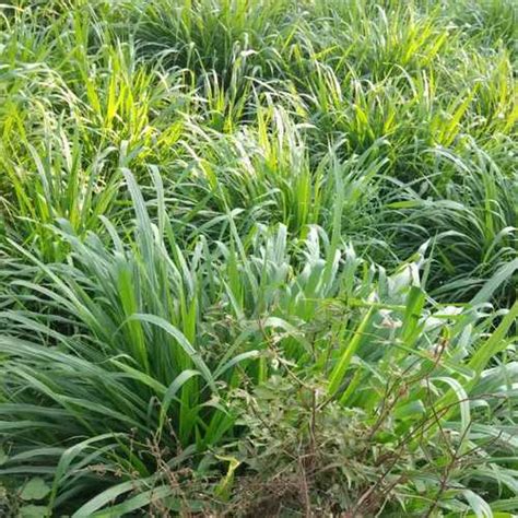 Hybrid Napier Grass Co5 Seeds At Best Price In Karur J K Garden