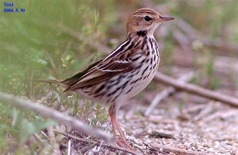 Pechora Pipit Anthus Gustavi Birdweather