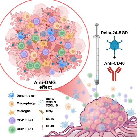 Targeting The Cd40 Costimulatory Receptor To Improve Virotherapy