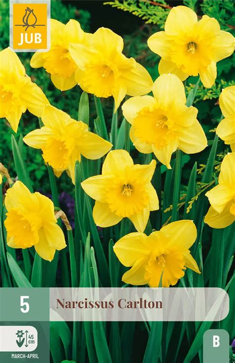 Narcis Carlton Tuinland Hét Tuincentrum Van Het Noorden Volop