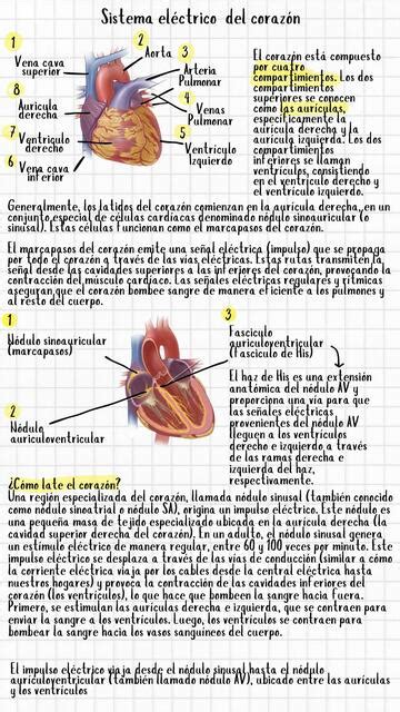 Sistema Eléctrico Del Corazón Y Su Relación Con El Ekg Brigitte