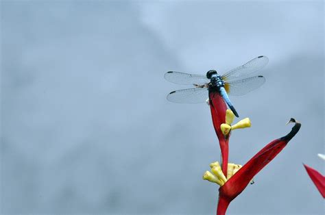 Libelle Park Insekt Kostenloses Foto Auf Pixabay Pixabay
