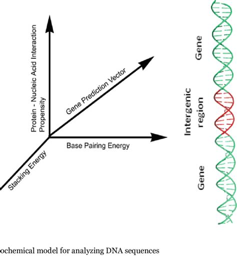 Physicochemical Model For Analyzing Dna Sequences Download Scientific Diagram