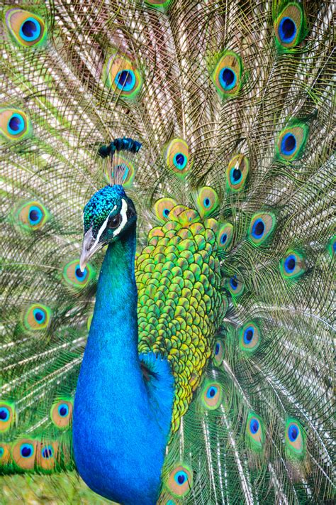 100 Fotos De Pavo Real [hd] Descargar Imágenes Gratis En Unsplash