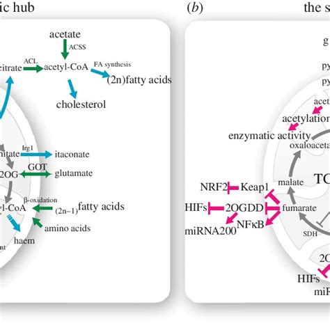 The Metabolic And Signalling Roles Of Tca Cycle Metabolites A In