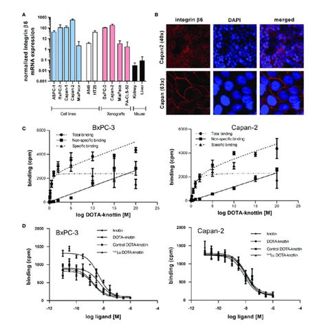Integrin B6 Mrna Protein Localization Binding Sites And Tracer